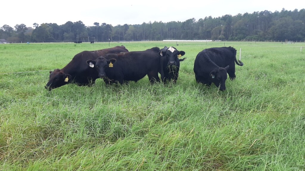 UGA beef nutritionist and 'forage fanatic' offers tips for managed grazing from a distance ...