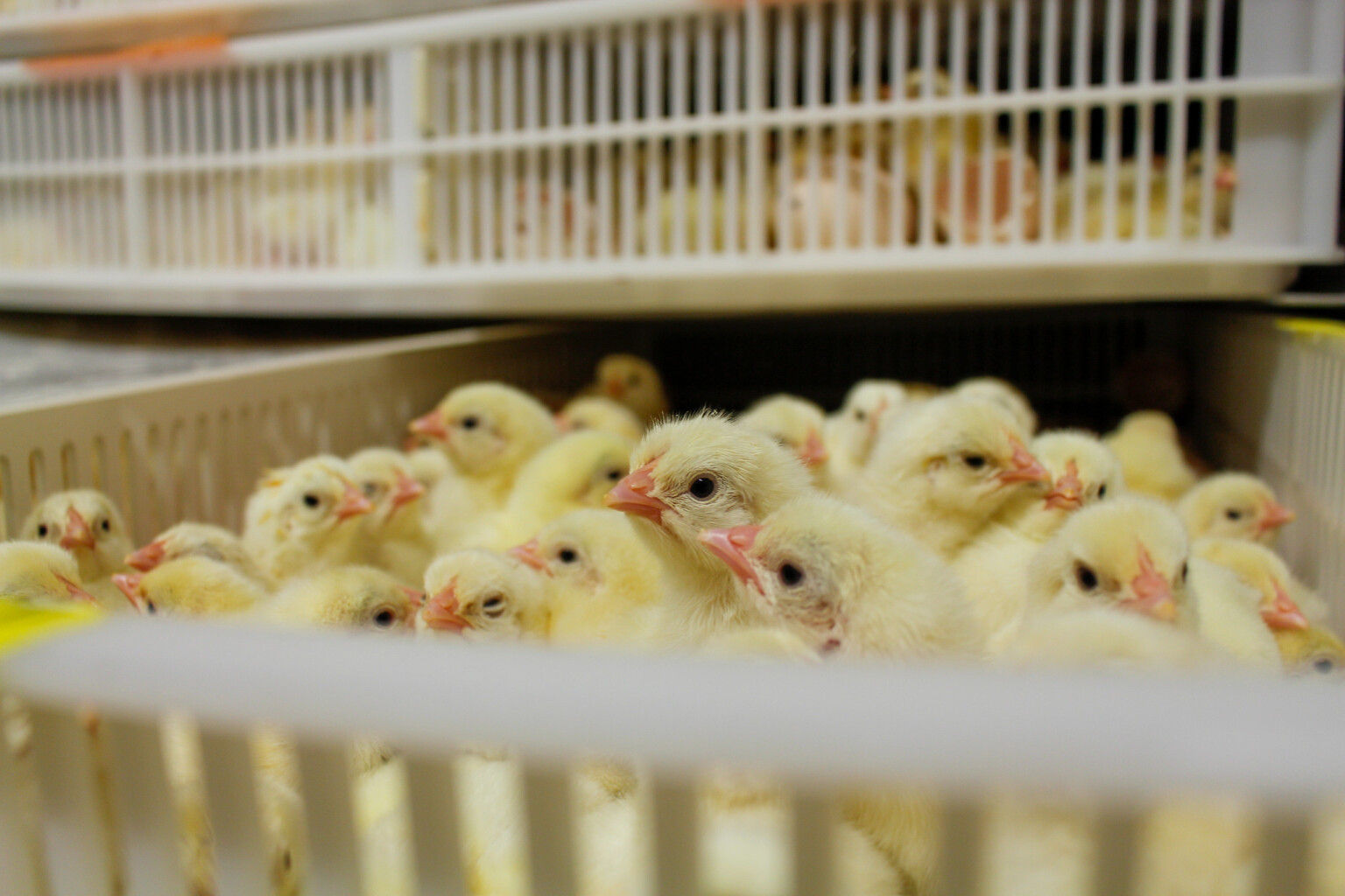 Insights from Georgia's No. 1 agriculture industry: Poultry | CAES ...