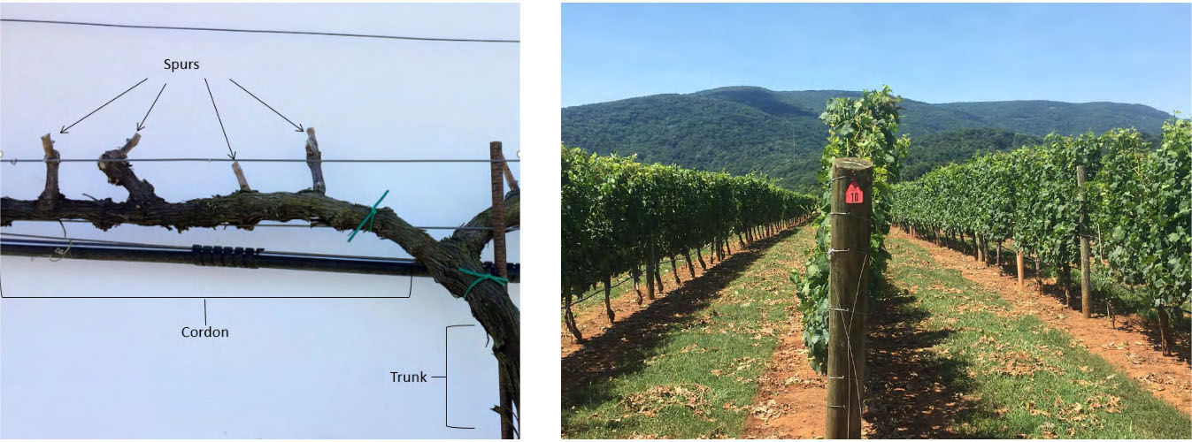 Athena: A New Training System for Bunch Wine Grapes | CAES Field Report