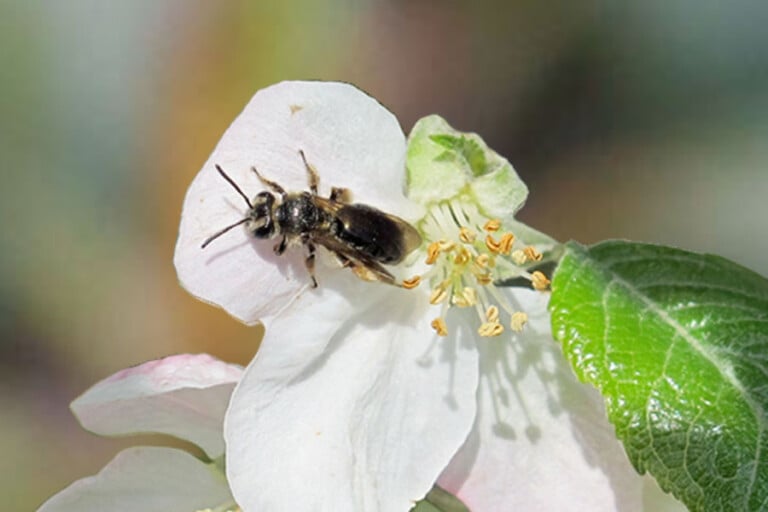 Visual Guide to Common Wild Bees in Apple Orchards in North Georgia ...