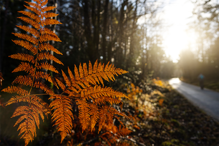 Native Plants for Georgia Part II: Ferns | CAES Field Report