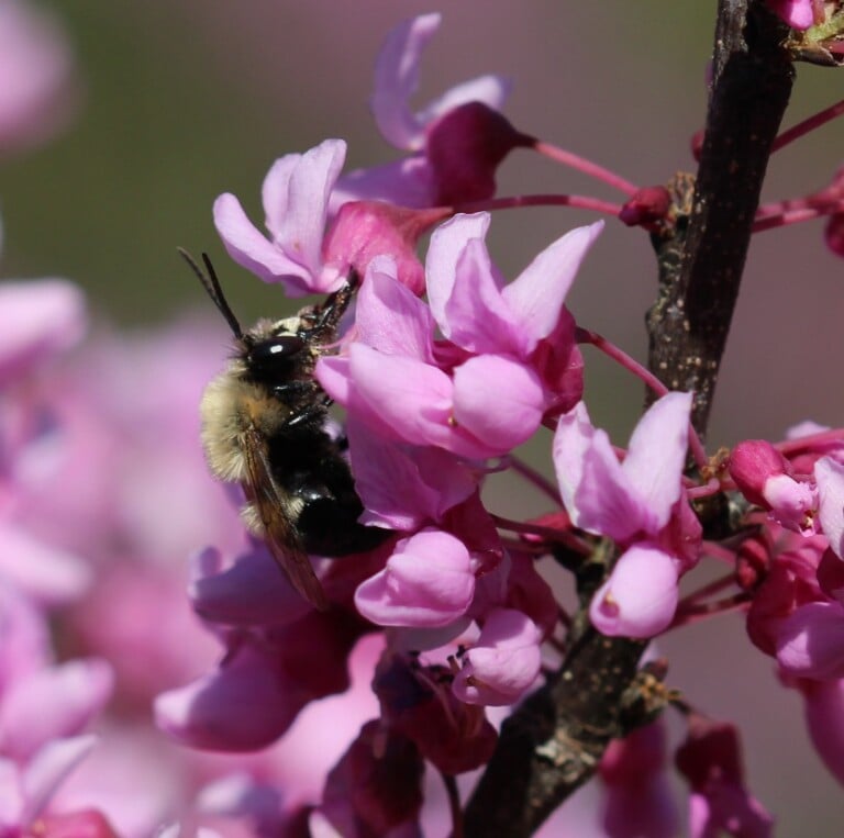 Southeastern Blueberry Bee: Georgia Native Blueberry Pollinator | CAES ...
