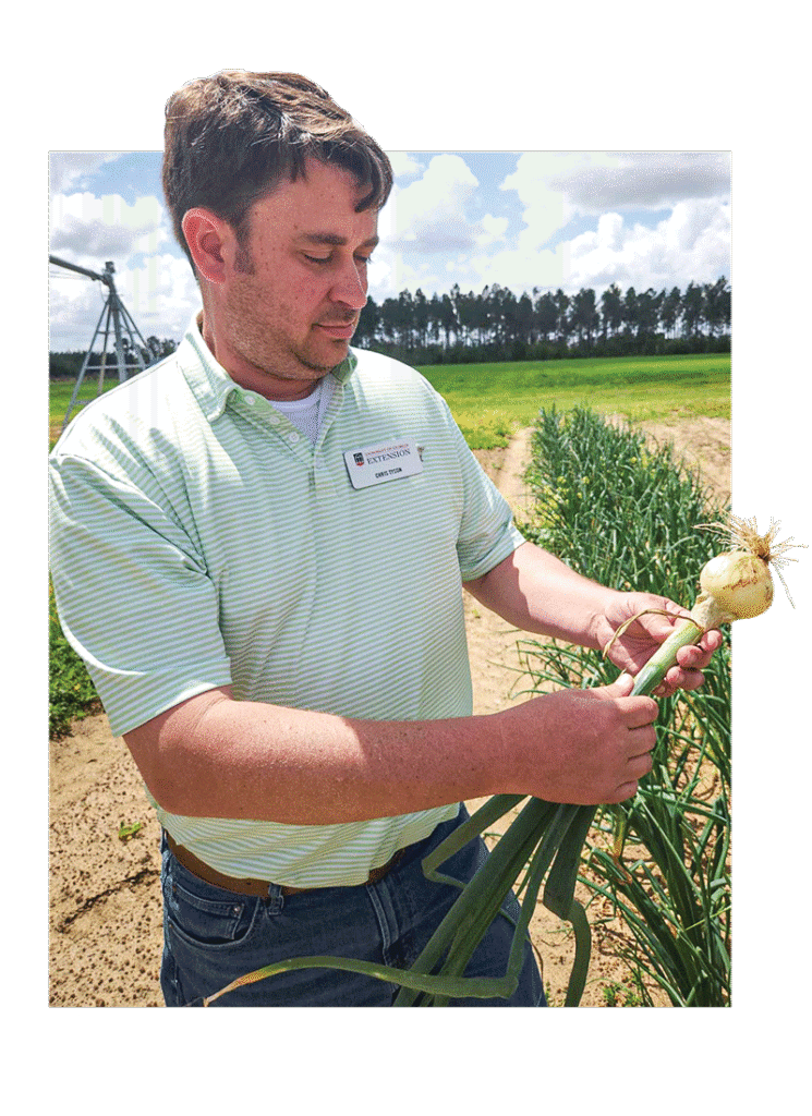 UGA researchers work with Georgia farmers to protect Vidalia onion ...